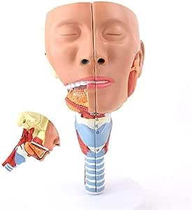 HADECOLL Skeleton Model Nasopharyngeal Pharyngeal Muscle Anatomical ...