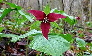 Amazon.com : 10 Trillium Erectum Red Trillium Roots Wood Lily : Patio ...