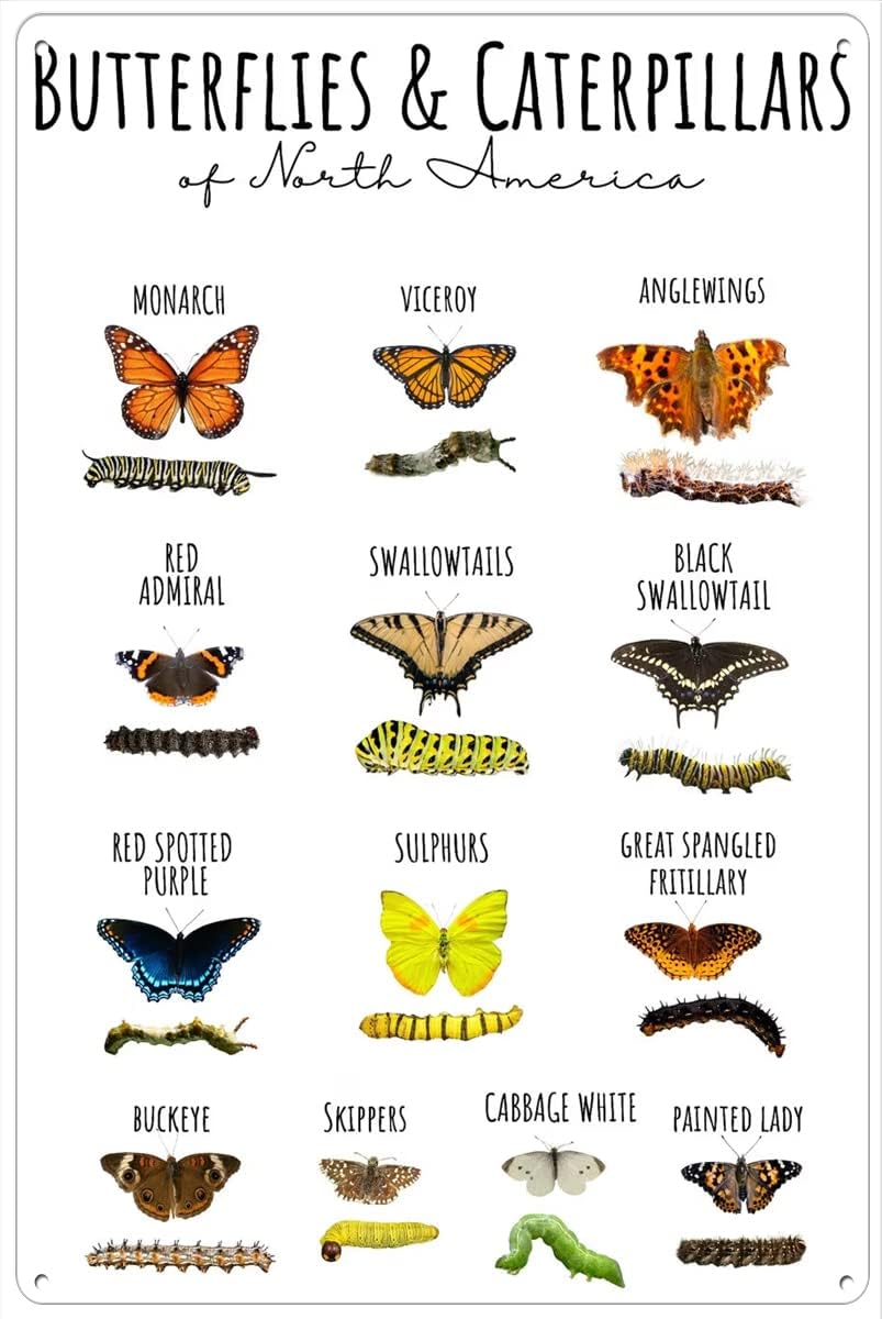 Retro Metal Tin Sign 8 X 12 Inches 4 Sizes Butterflies Caterpillars ...