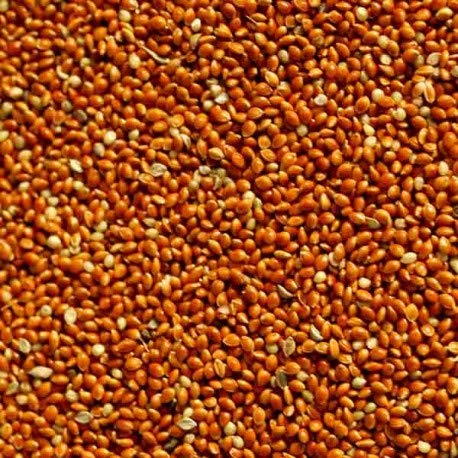 Buy COLOURFUL AQUARIUM™ - Natural & Healthy Seeds for All Birds | Daily ...
