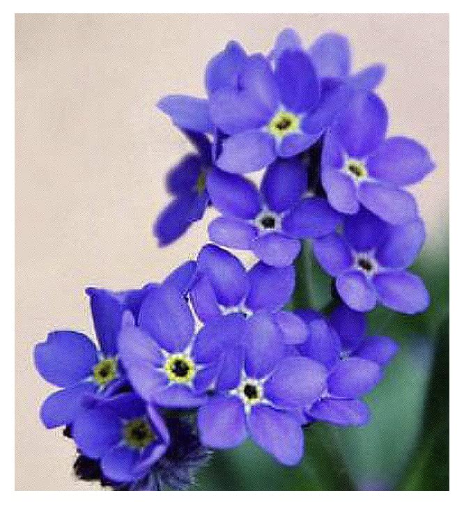 Amazon.com : Indigo Blue Forget Me Not Seeds - 5000 Seeds for Ground ...