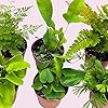 Amazon.com : BubbleBlooms Fern Variety Assortment, 6 Different Ferns in ...