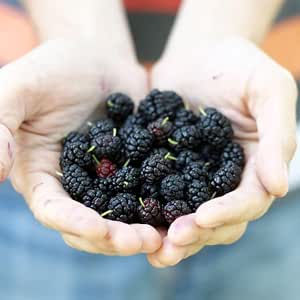 Mulberry 'Charlotte Russe' (Mojo Berry) - Dwarf, Self-Pollinating Fruit ...