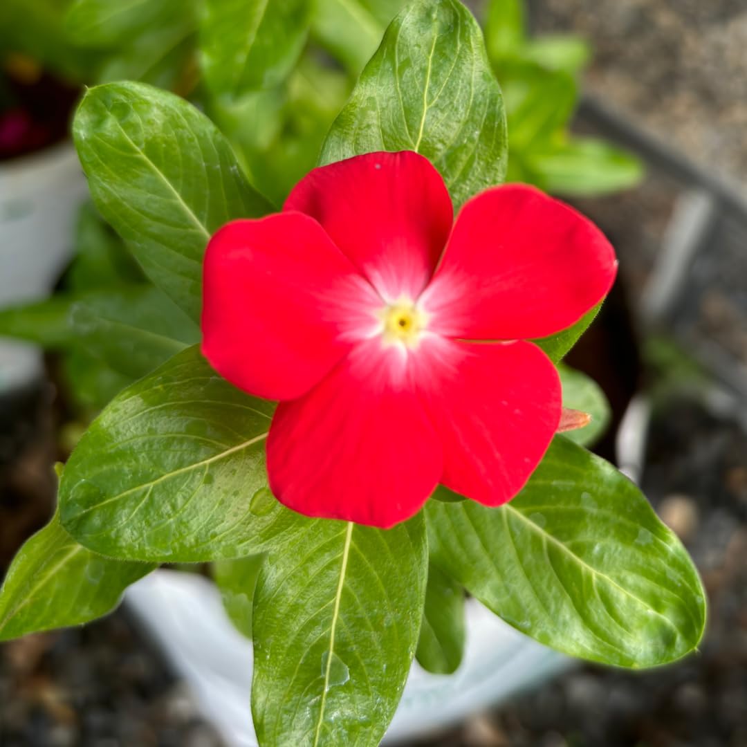Vinca Rosea Red Catharanthus Roseus (Madagascar Periwinkle)
