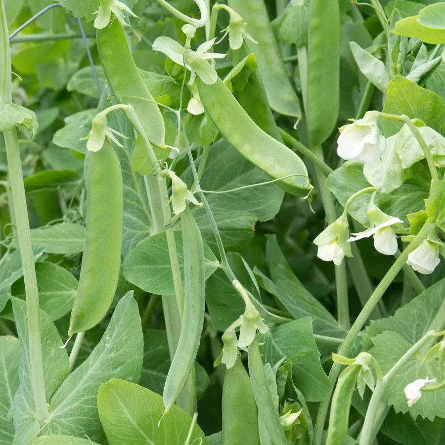 5 Best English Pea Seeds | 50 Seeds or 5 Pounds, Pick Your Pea