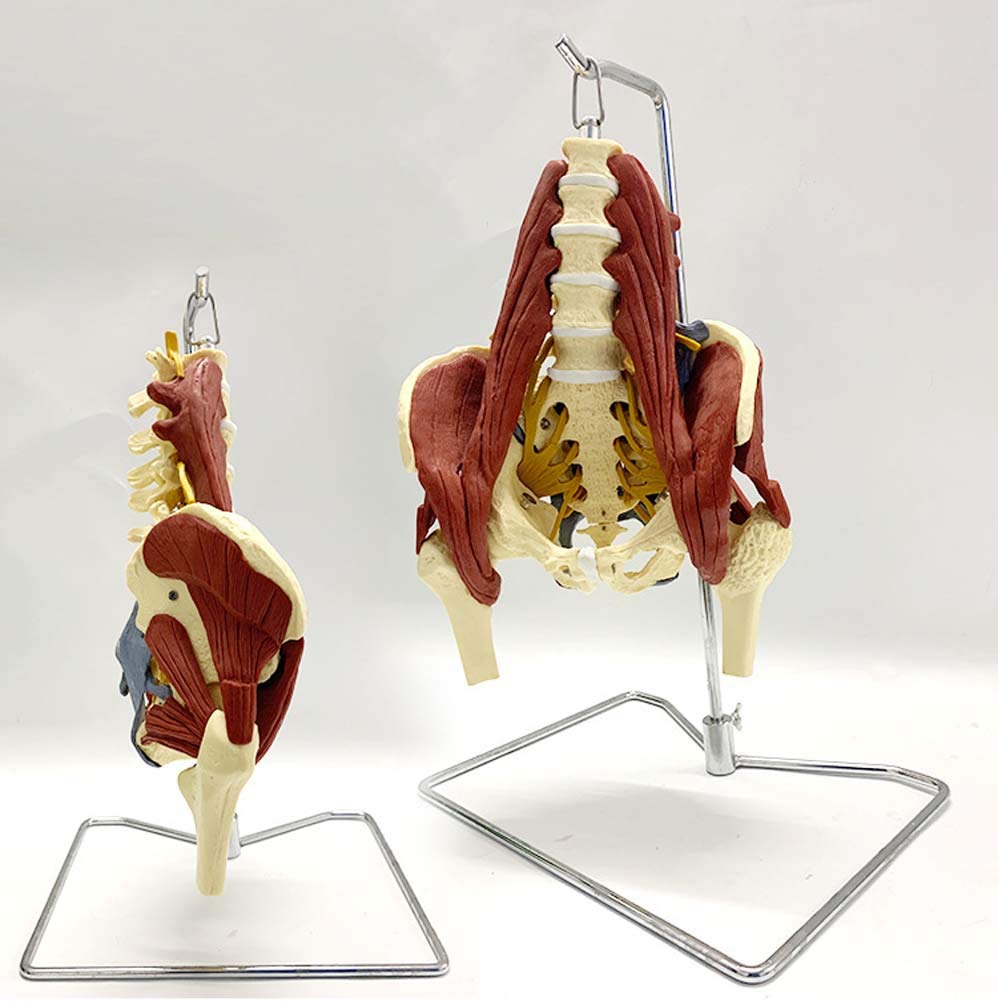 Buy Hanging Human Five-Section Lumbar Spine Model, with Nerve, Disc ...