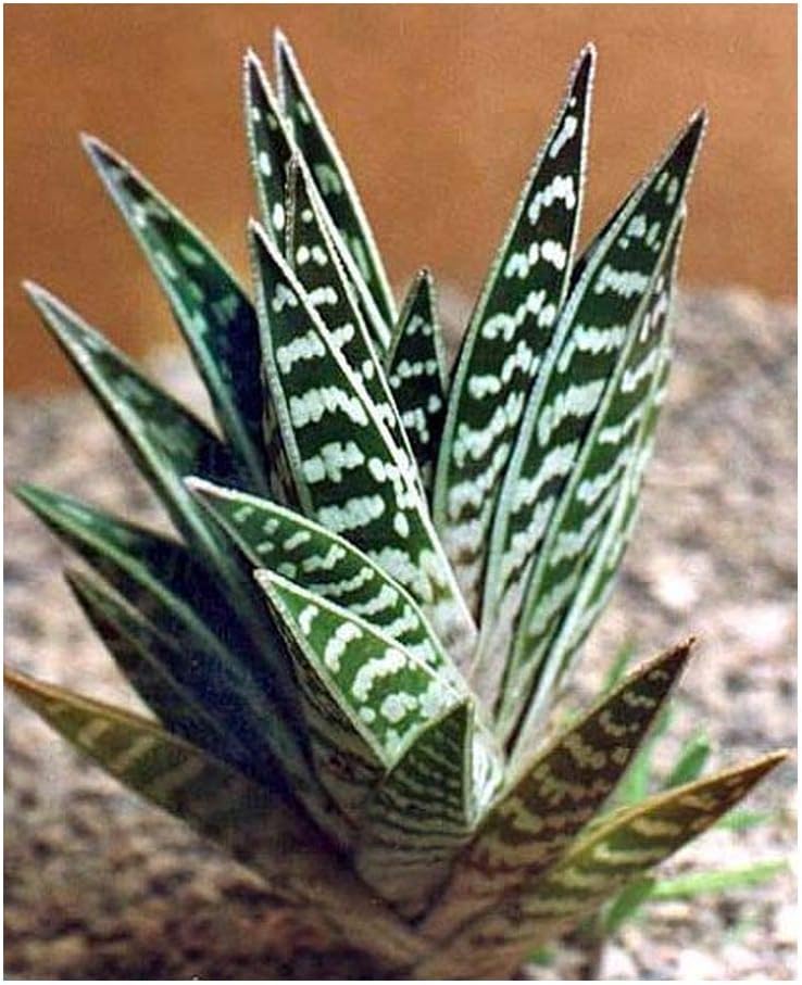 Amazon.com : Aloe variegata - patridge breast aloe - tiger aloe - 5 ...