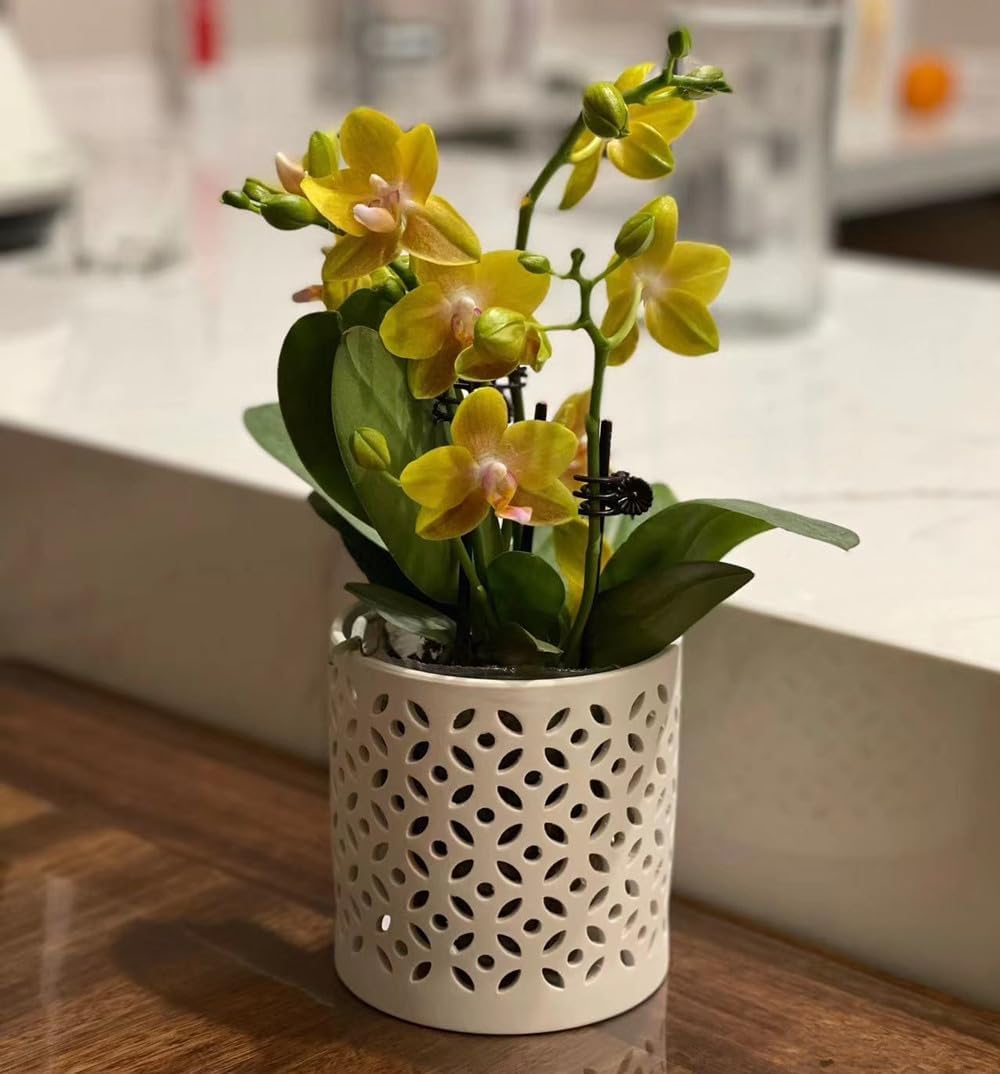 Amazon.com : Ceramic Orchid Pot with Holes,Indoor Planter with Drainage ...