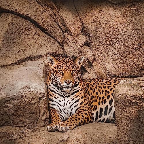 Play Bella come sei by Mario Calì on Amazon Music