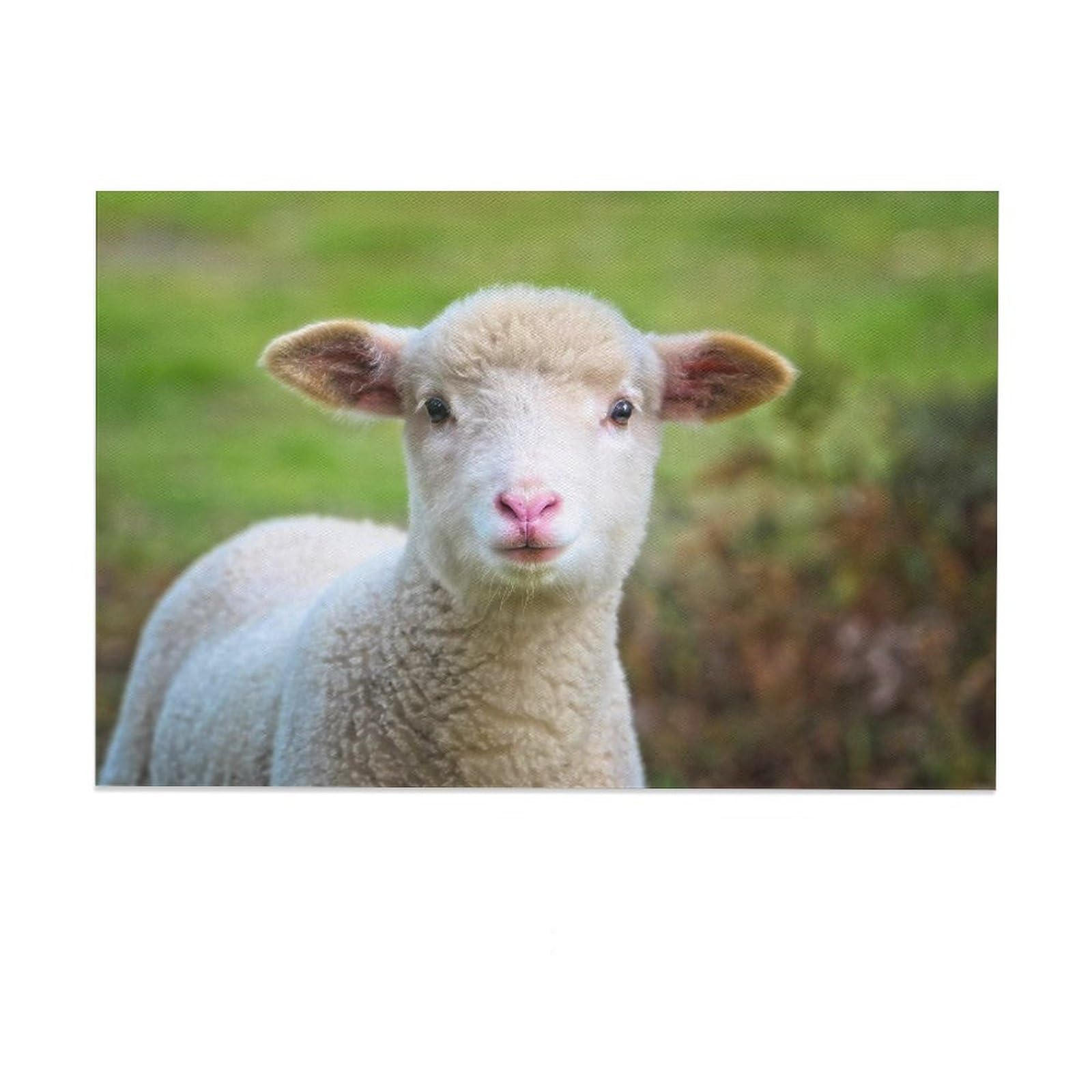 Beautiful Sheep Baby