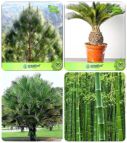Buy Creative Farmer Tree Seeds For Home Garden Pinus Roxburghaii,Sago ...