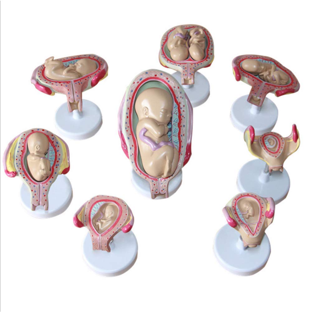 Buy BIUYYY Embryonic Development Model Fetal Model Pregnancy Process ...