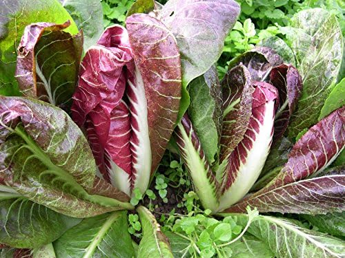 Amazon.com : 8400 Red Treviso Endive Seeds for Planting Heirloom Non ...
