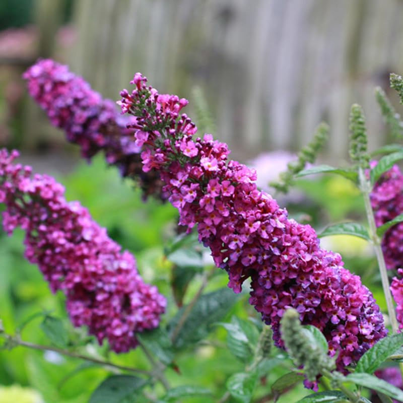 Amazon.com : Violet Butterfly Bush Live Plant - 4" Pot : Patio, Lawn ...