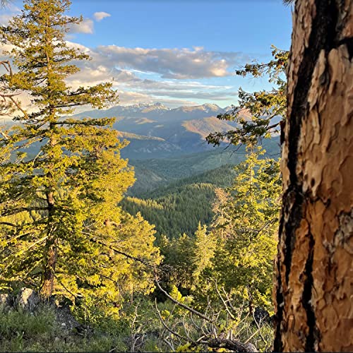 Écouter Voices and Saws de Benjamin Washam sur Amazon Music Unlimited