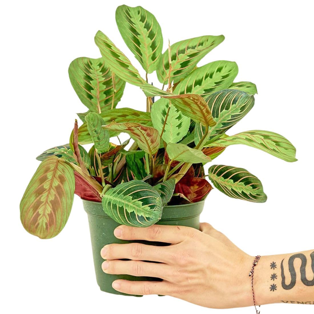 Calathea Red Maranta