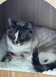 Amazon.com : MUTTROS Modern Cat Tree Rocket Shape,54" Wood Cat Tower ...