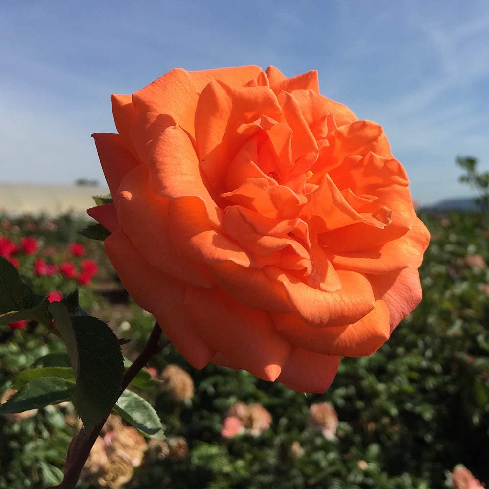 Amazon.com : Heirloom Roses Orange Climbing Rose Plant - Bright Fire ...