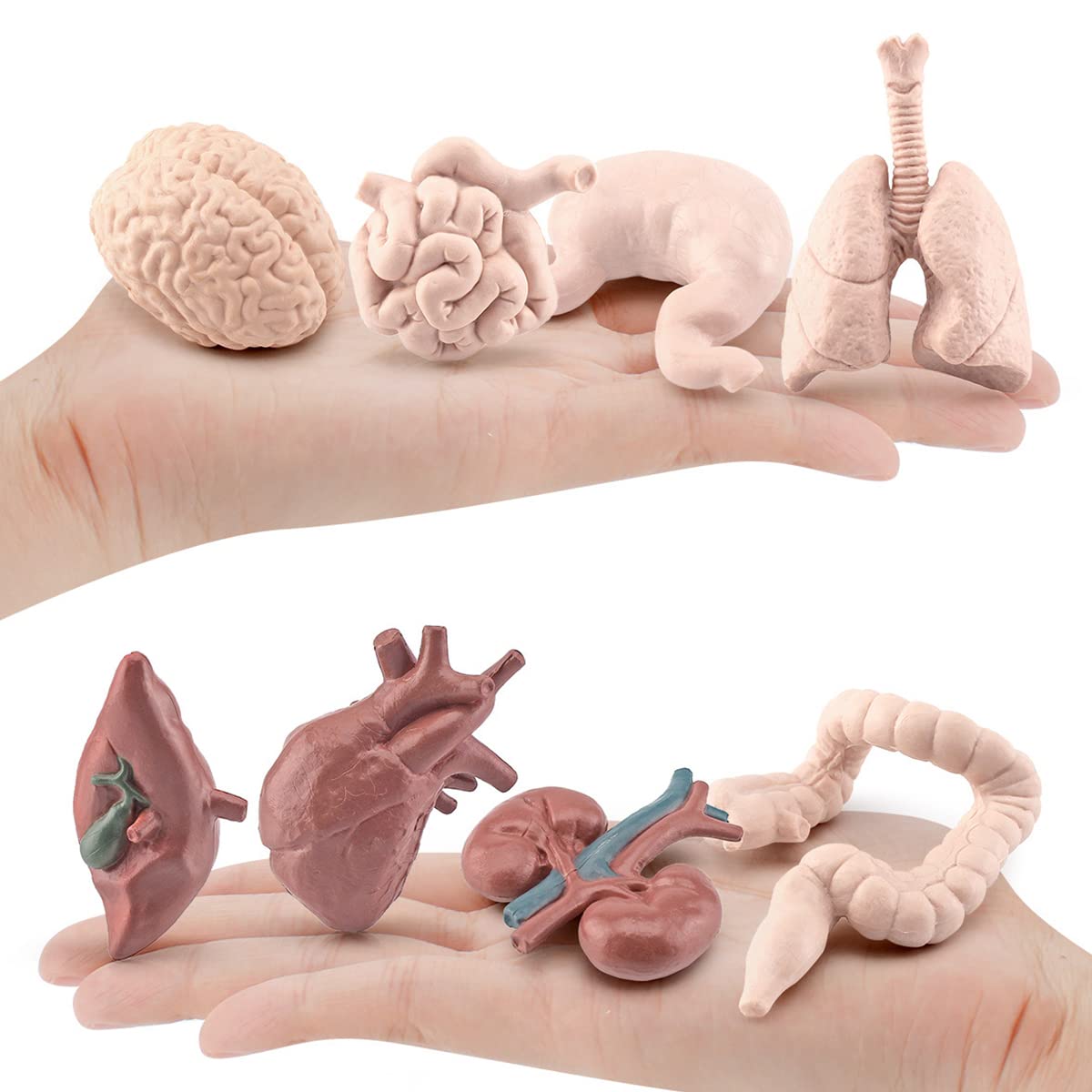 Buy Comficent_GB Human Body Organs Model Educational Organs Anatomy ...