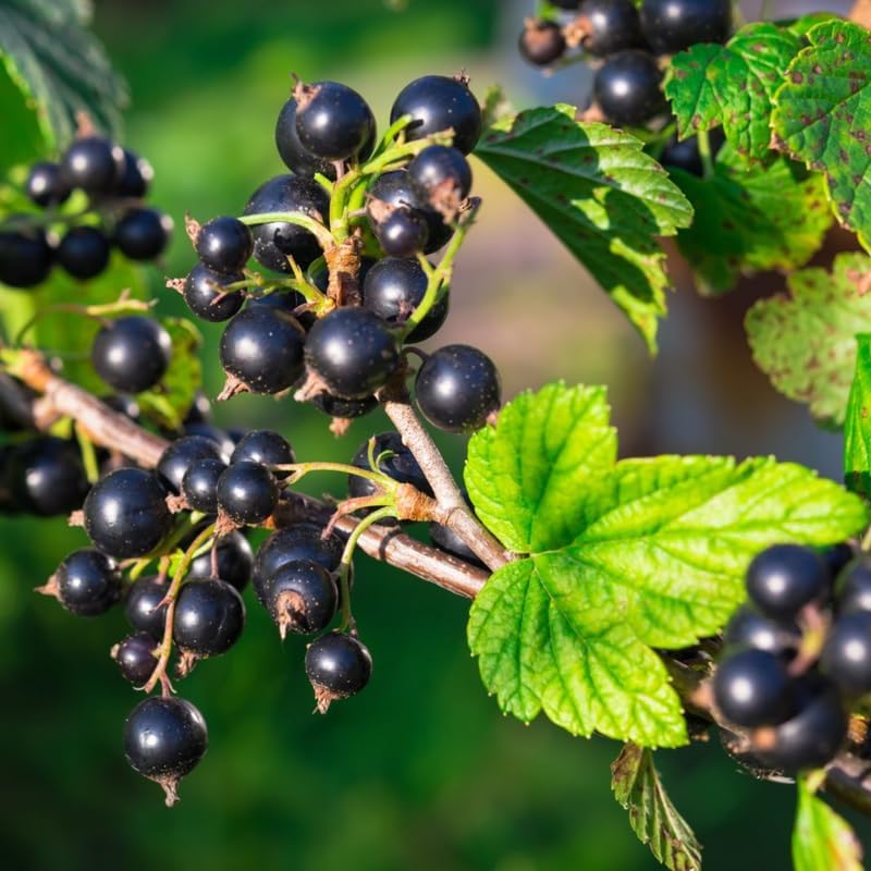 Amazon.com : Black Currant Bush Live Plant, Black Currant Plant Live ...