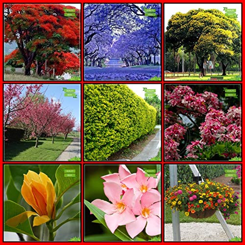 Buy Creative Farmer High Germination Combo Tree : Blue Jacaranda ...