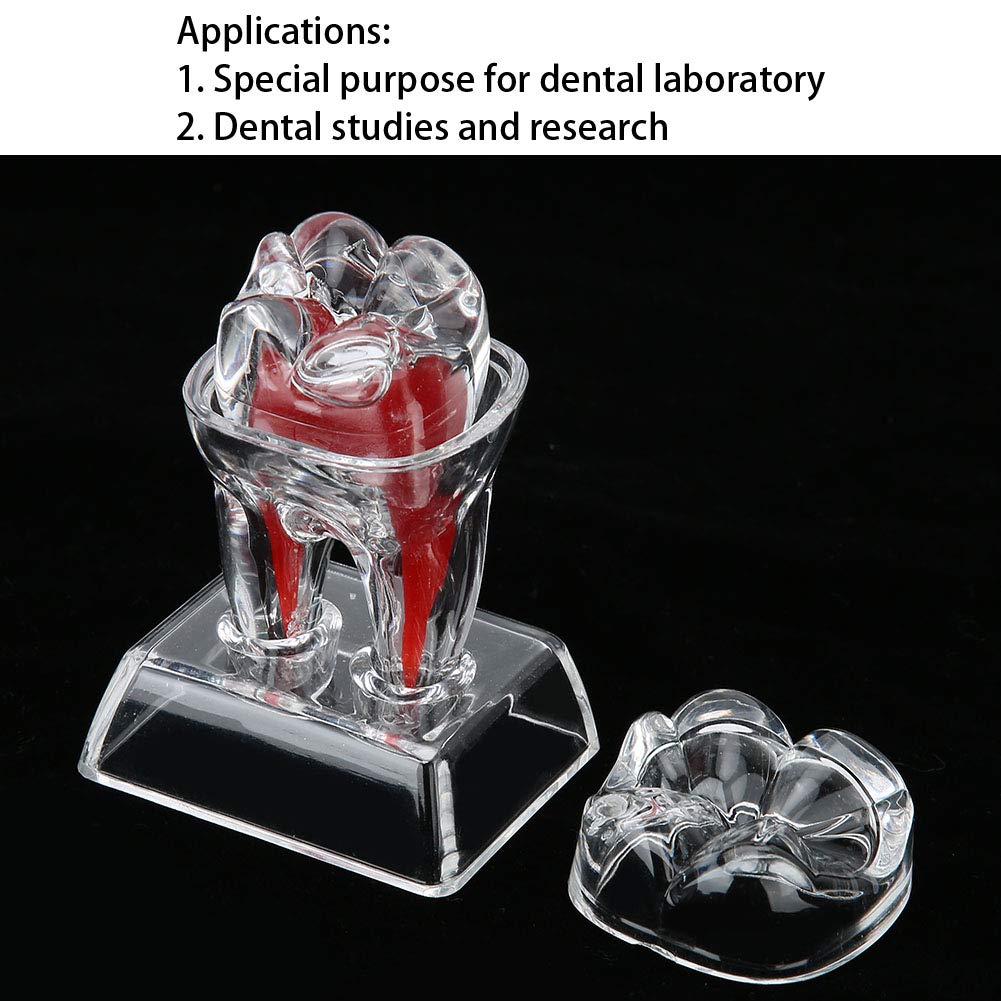 Snapklik.com : Teeth Demonstration Model, Dental Teaching Model, Dental ...