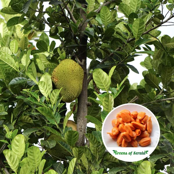 Red Jack / Daeng Suriya (Grafted) Jackfruit Plant | Greens of Kerala ...