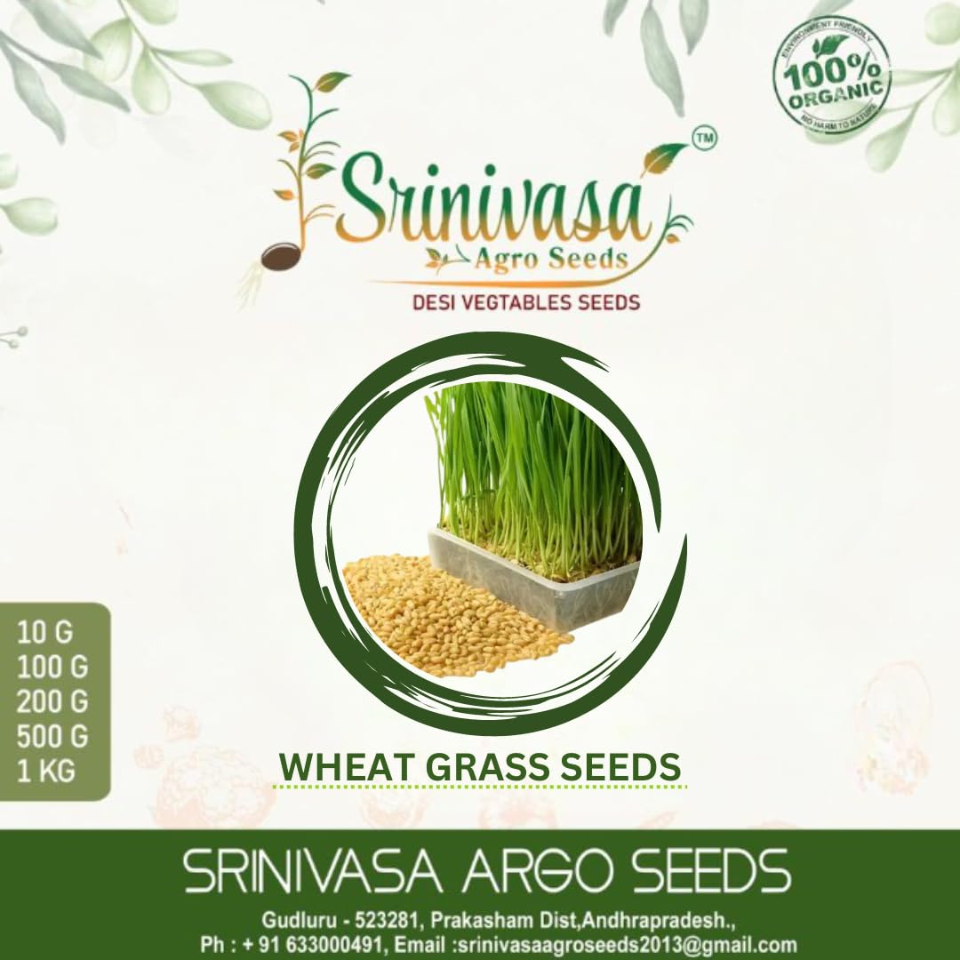 Srinivasa Agro Seeds Wheatgrass Seeds - 1kg : Amazon.in: Garden & Outdoors