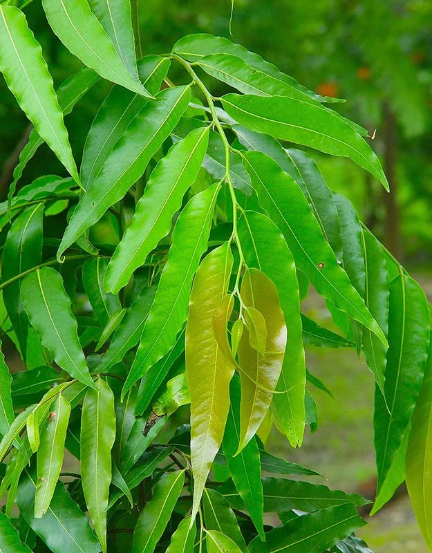 Linaa Dwarf Ashoka Tree/Devdar/Debdaru Live Plant : Amazon.in: Garden ...