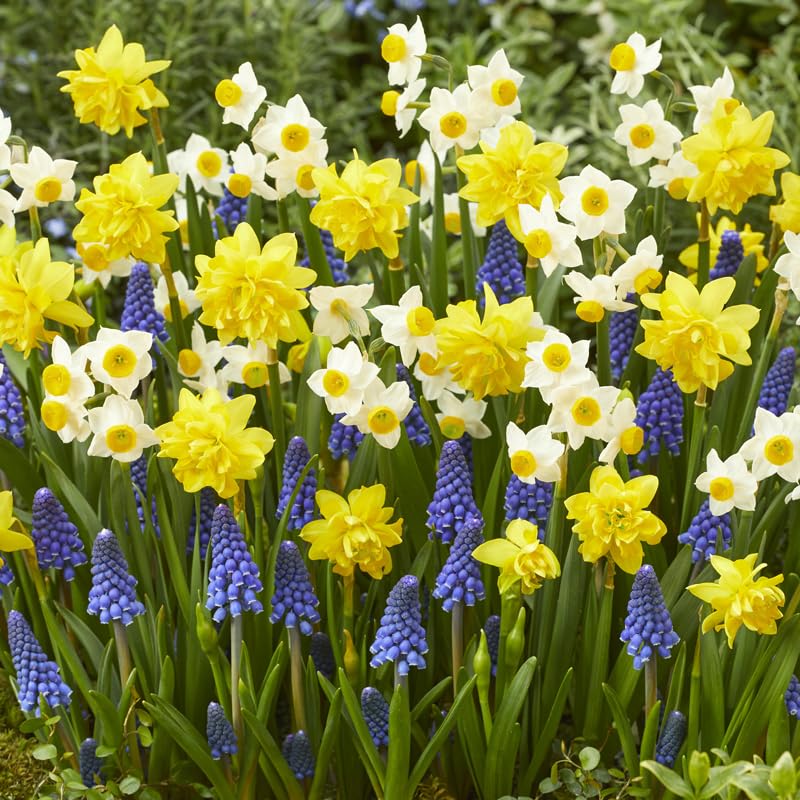 Amazon.com : All-in-One Flower Garden Kit - 25 Flower Bulbs Per Box ...