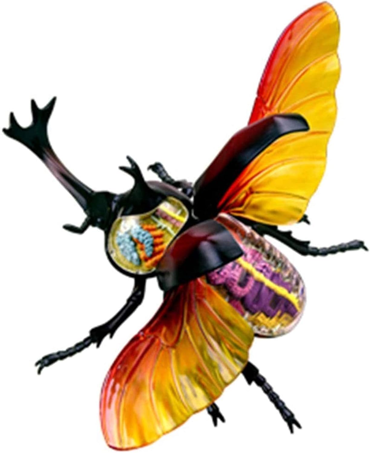 Stag Beetle Organ Anatomy Model - Animal Anatomical Model Detachable 21 ...