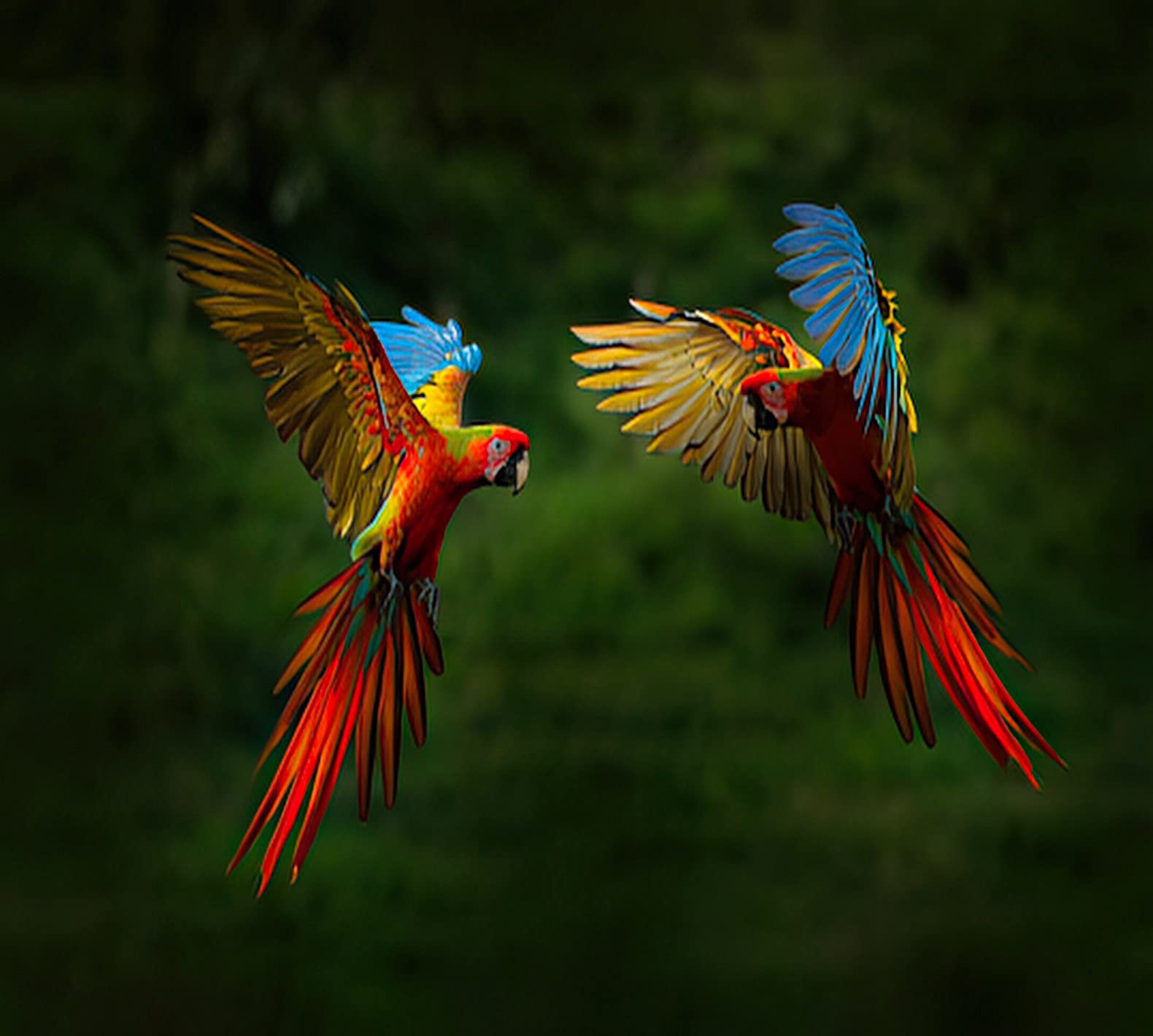 Red Parrot Flying