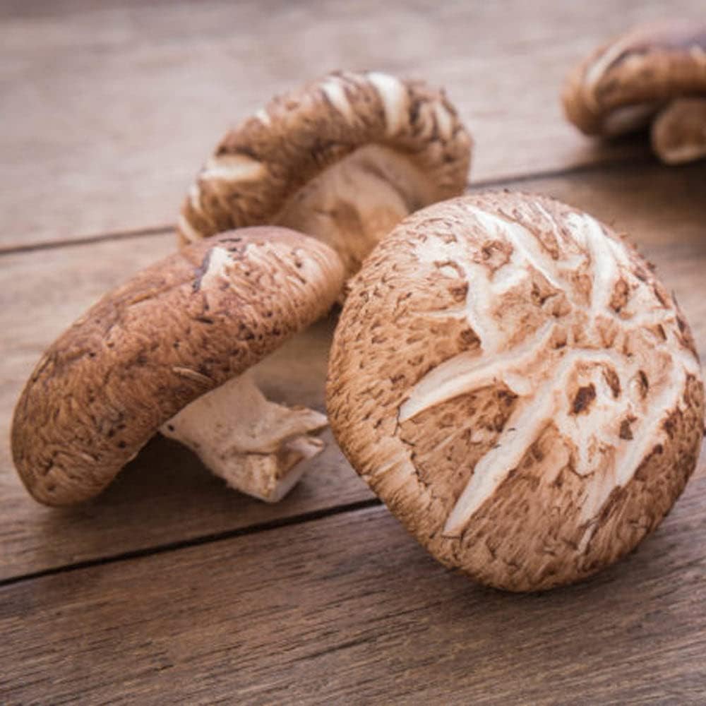 Amazon.com: Shiitake Mushroom Grain Spawn - 1 lb. Ready to Use - Grow ...