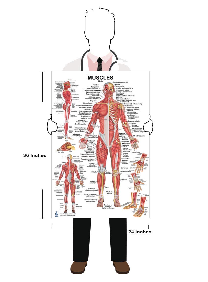 Buy 2 Poster Set! Muscles Female and Male Poster Set 24x36inch, for ...
