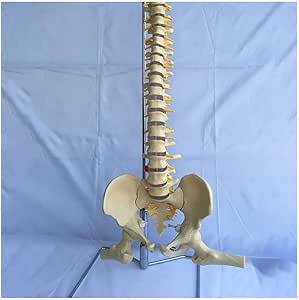 Amazon.co.jp: Human Spine Model - Life Size Human Anatomy Spine and ...