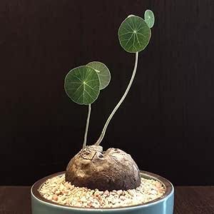 Amazon.com : Professional (Stephania Erecta for Planting) Simple to ...