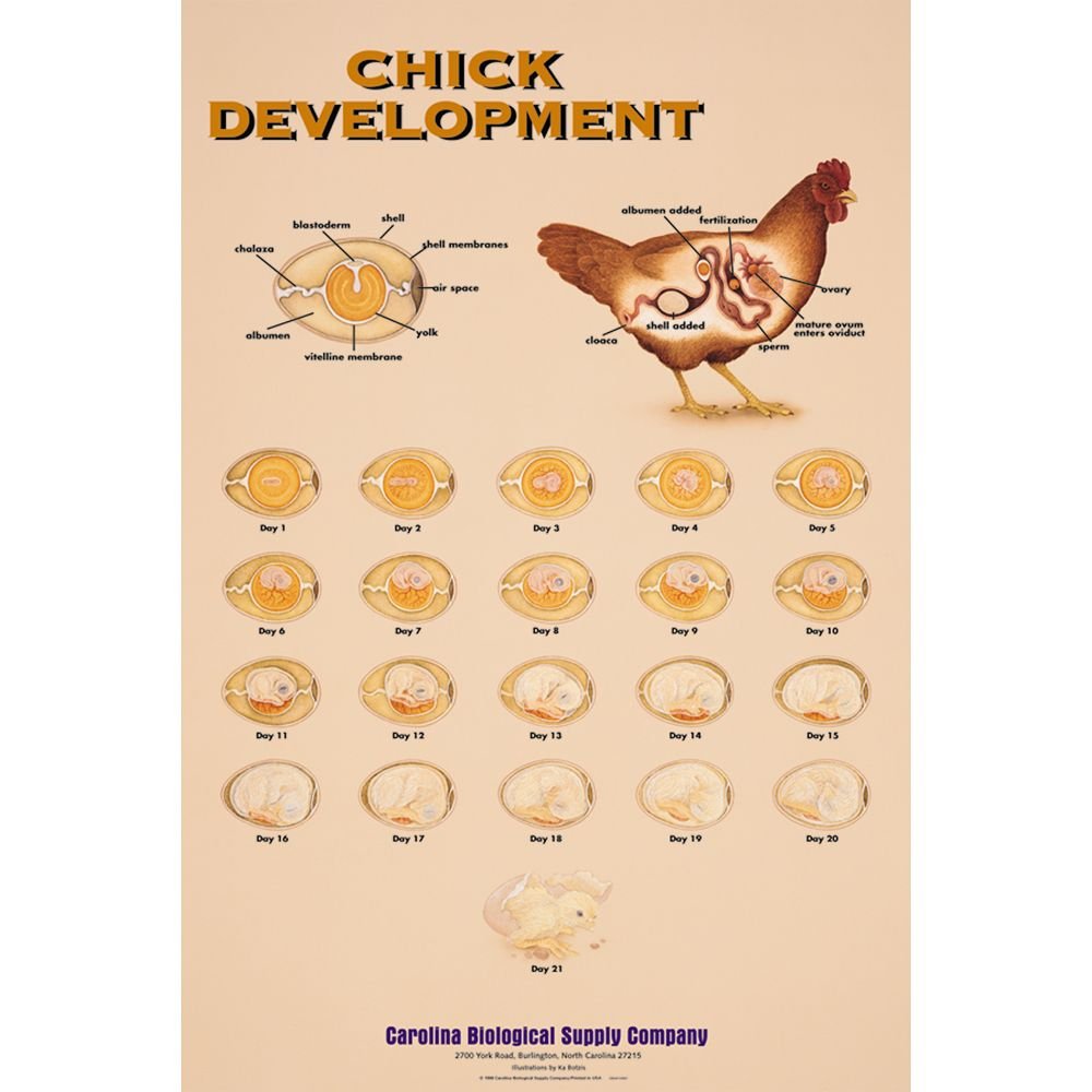 Chick Development Chart - Illustrates Daily Changes In Development Of ...