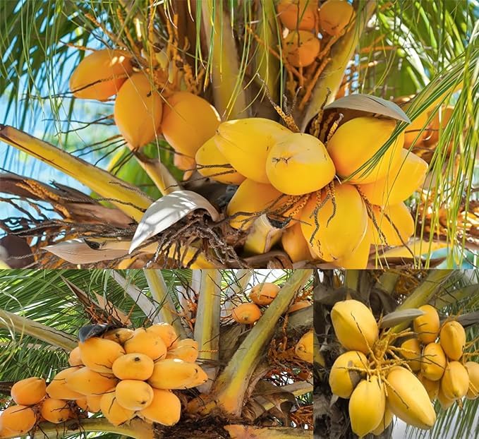 SEEDITO Macapuno Coconut Tree Plant Dwarf Green Yellow (fruit After 2-3 ...