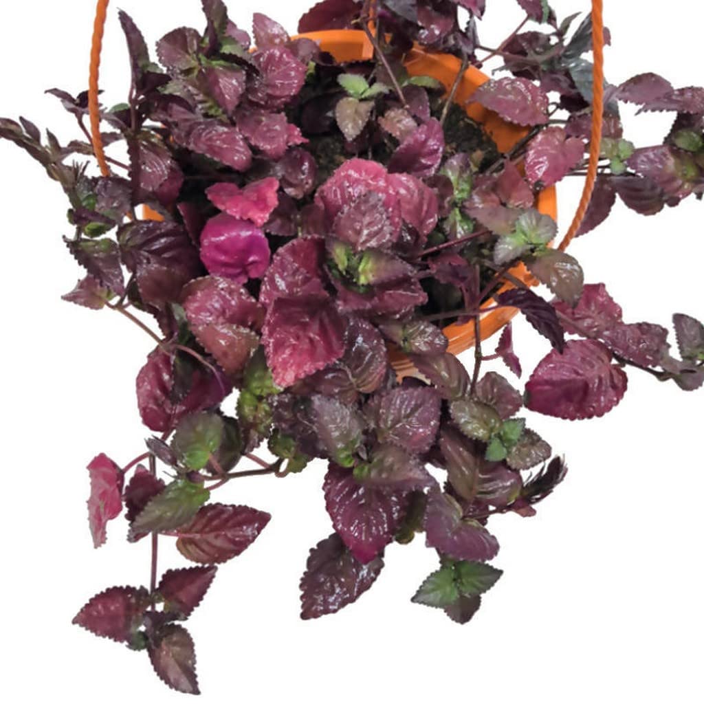 Buy Creative Farmer Murikootti (Hemigraphis Colorata) Red-Flame Ivy ...