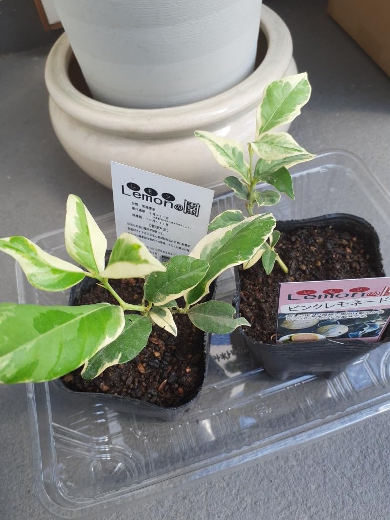 Amazon.co.jp: Lemon Pink Lemonade (The flesh is beautiful pink with few ...