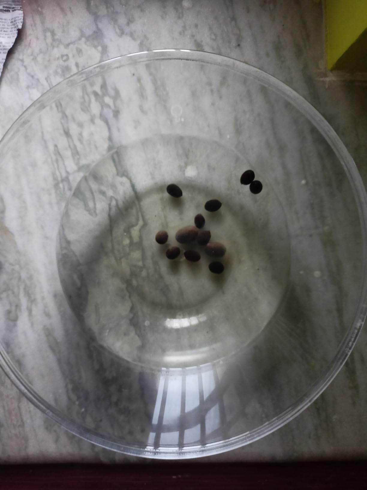 Japanese lotus seeds mixed colour Pack of 28 seeds : Amazon.in: Garden ...