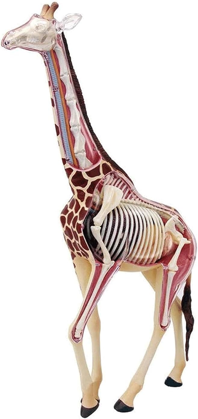 Amazon.com: ASSICON Giraffe Anatomical Model, Anatomy Animal Model with ...