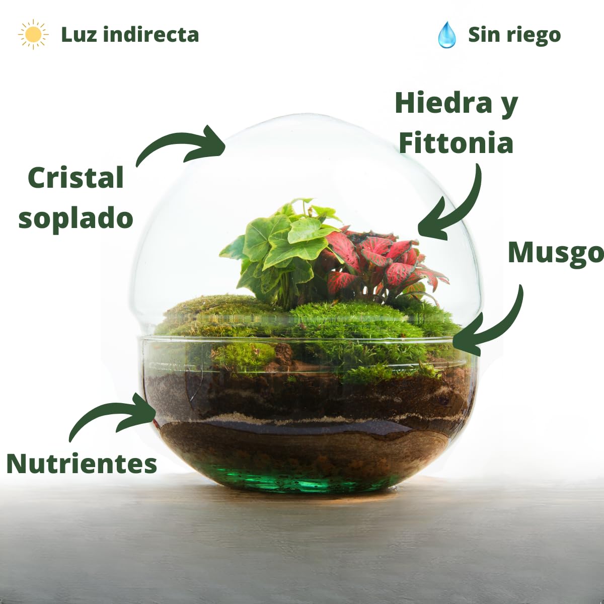 Planta De Cristal Para Exhibir