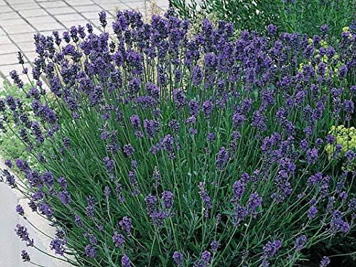 Lavender English 'Dwarf Munstead' Perennial Plug Plants Pack x6 ...