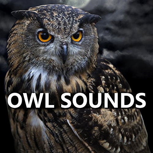 Owl Sounds By Owl Sounds On Amazon Music Amazon co uk owl-sounds-by-owl-sounds-on-amazon-music-amazon-co-uk