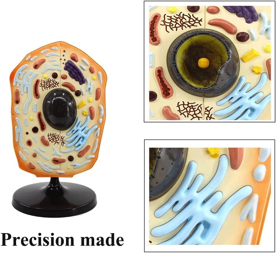 Modelo De Celula Vegetal Real Modelo 3d Célula Vegetal TurboSquid