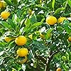 Amazon.com : Satsuma Mandarin Oranges Plant, Satsuma Mandarin Tree ...