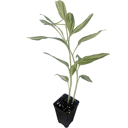Amazon.com : Japanese Myoga Ginger Live Plant - Zingiber mioga : Patio ...