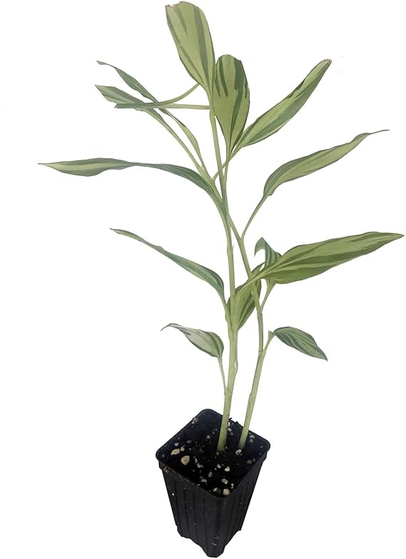 Amazon.com : Japanese Myoga Ginger Live Plant - Zingiber mioga ...