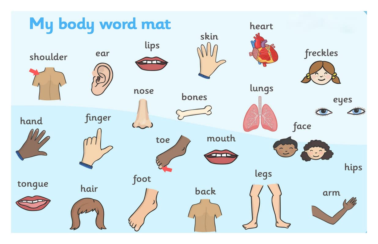 BALDAU PRINTS Human Body Part Name Chart Poster (Gloss Laminated, 12X18 ...